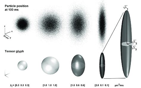 Particle Displacement Top Row And Corresponding Diffusion Tensor