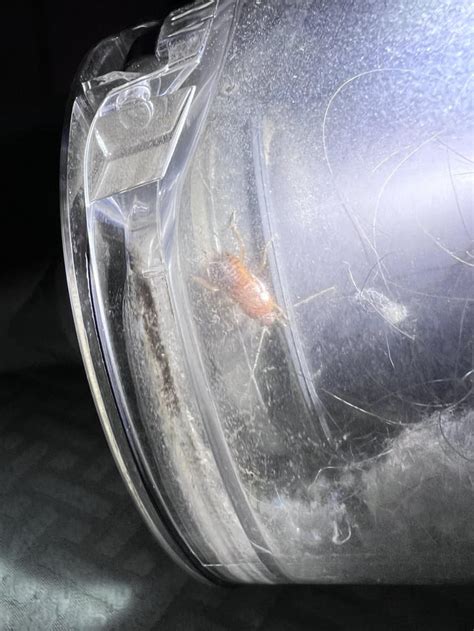 Is This A German Roach R Germanroaches