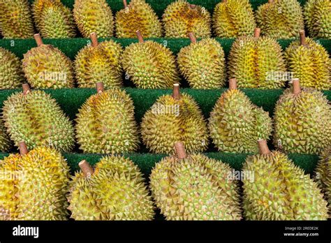 Group Of Fresh Durians In The Durian Market Durian On The Counter In