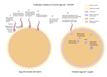 Sexual Reproduction Process Forms What Is Sexual Reproduction Study Com