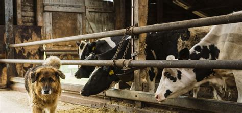 Unsere Tiere Eichenhof Grauel
