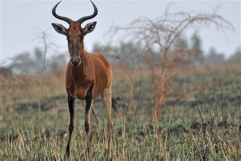 Filming The Swaynes Hartebeest In Ethiopia Africa Fixers