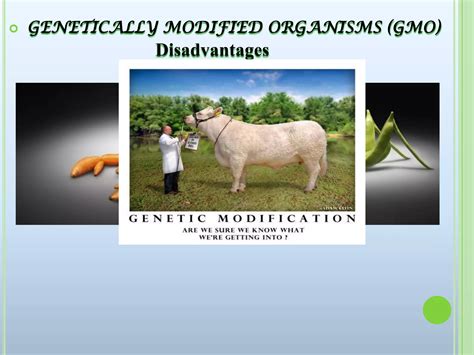Genetically Modified Organisms Pptx