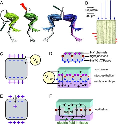 Controlling Cell Behavior Electrically Current Views And Future