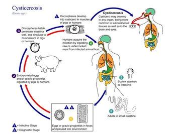 What Is Taenia Solium Life Cycle And Cytology