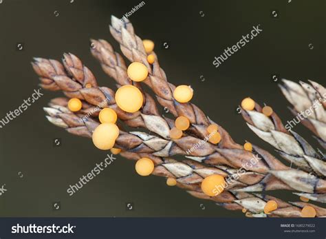 2개의 Pithya Cupressina 이미지 스톡 사진 3d 오브젝트 벡터 Shutterstock