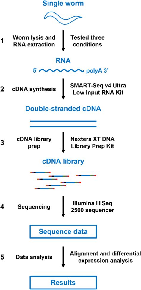 Scheme Of The Single Worm Rna Seq Workflow The Workflow Includes Five