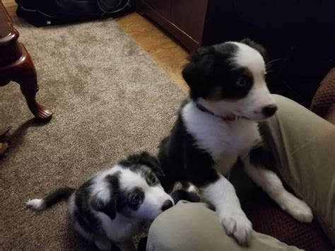 Pin På Pixie And Lupin