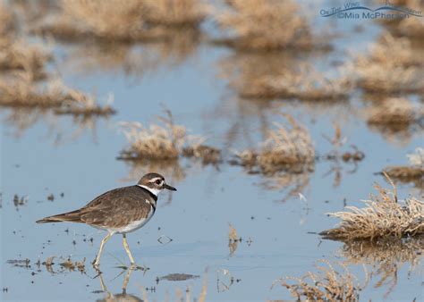 Fall Killdeer At Bear River Mbr Mia Mcphersons On The Wing Photography