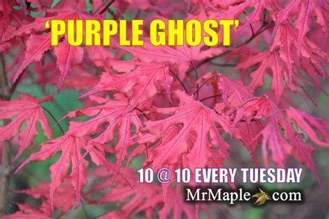 Buy Acer Palmatum Purple Ghost Japanese Maple — Mr Maple │ Buy