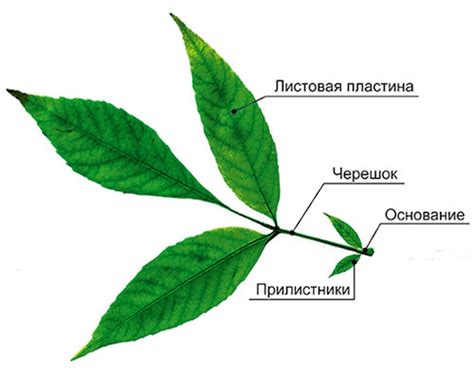 Листья растений | WikiBotanika.ru