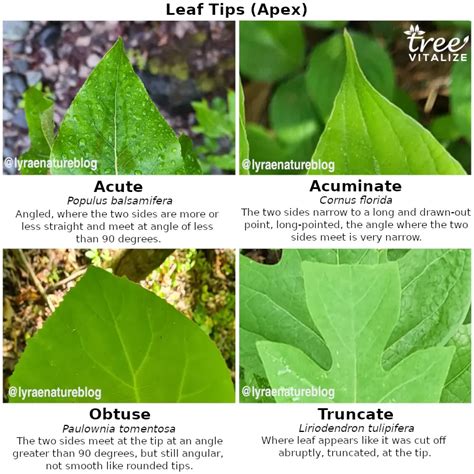 17 Different Types Of Lilac Trees And Identifying Features