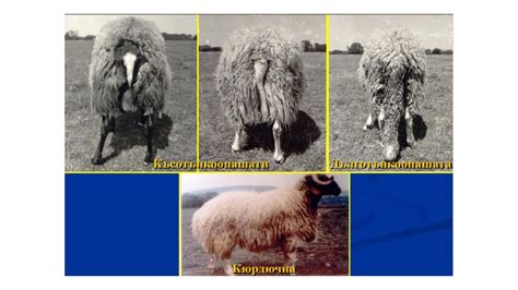 породи овце Youtube