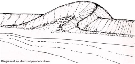 Parabolic Dune Diagram