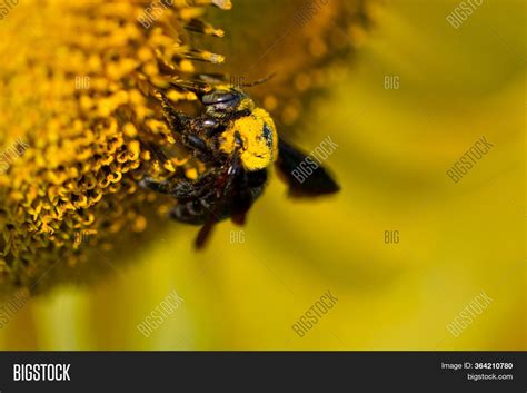 Sunflower Bumble Bee Image And Photo Free Trial Bigstock