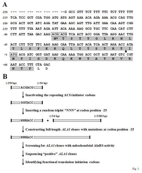 Screening For All Feasible Non Aug Initiation Codons A Nucleotide
