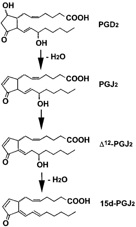 The Pgd 2 Metabolic Pathway Download Scientific Diagram