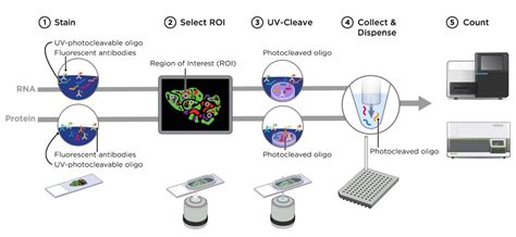 Nanostring Geomx Services Spatial Transcriptomics