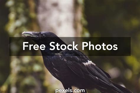 Crow Intelligence Photos Download The Best Free Crow Intelligence
