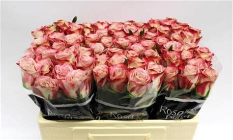 Rosa Gr Classy Alison Emirgan Botanik