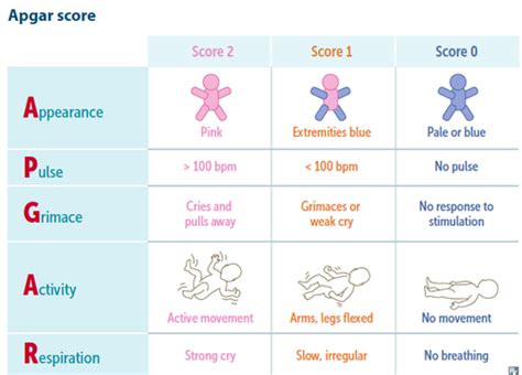 Concepts Of Reproductive Exam 1 Flashcards Quizlet