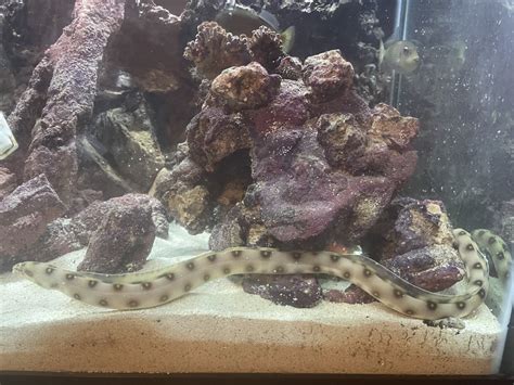 Show Me Your Fattest Fish Reef2reef