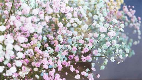 Гіпсофіла догляд лищиці як садити та вирощувати з фото