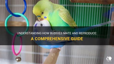 Understanding How Budgies Mate And Reproduce A Comprehensive Guide