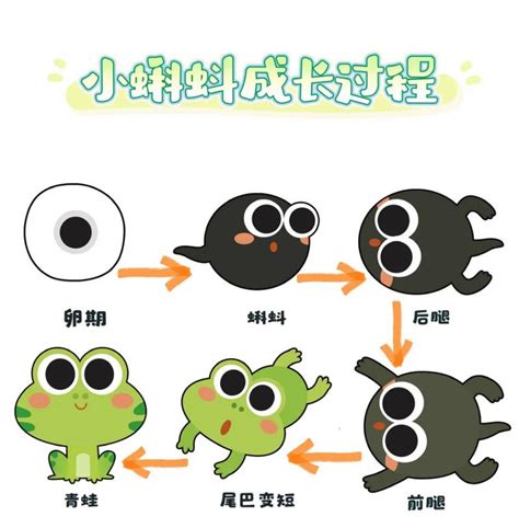 小蝌蚪到青蛙过程简笔画（精选15张）简笔画图片大全