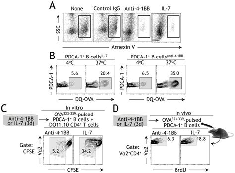 Exposure Of A Distinct Pdca 1 Cd317 B Cell Population To Agonistic