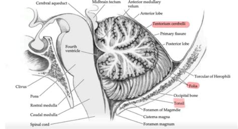6 09 Cerebellum And Deep Brain Nuclei Flashcards Quizlet