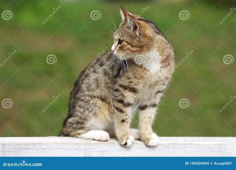 Tabby Cat Lives In Rural Riding Club As A Barn Cat Stock Image Image