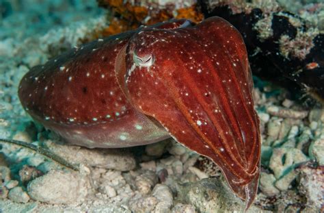 Cuttlefish Fish Animal Free Photo On Pixabay Pixabay