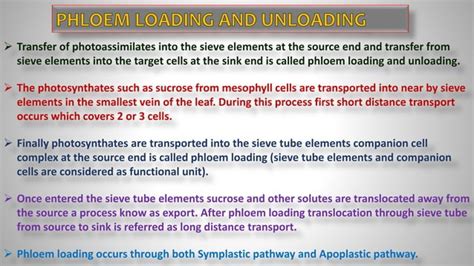 Phloem Loading Food Transported Pptx Gardening Home And Garden