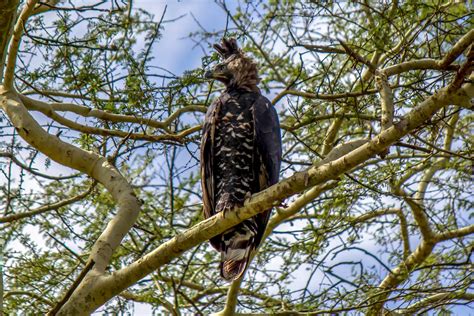 Crowned Eagle Stephanoaetus Coronatus Wildlife Vagabond