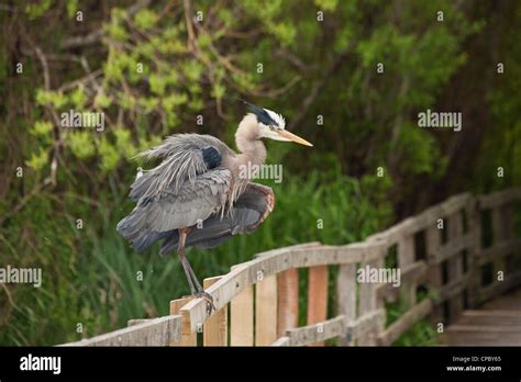 Great Blue Heron Ruffling Feathers While Perched On Boardwalk Railing