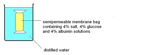 Diffusion And Osmosis Worksheet Medicine LibreTexts