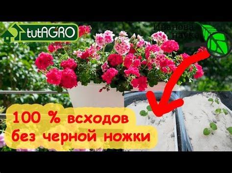 СЕЯНЦЫ БЕЗ ЧЕРНОЙ НОЖКИ, ВЫПРЕВАНИЯ и со 100 % ВСХОЖЕСТЬЮ. 1 ПРИЁМ ДЛЯ ...