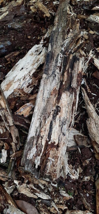 Tree Trunks That Have Died And Dried Out The Inside Is Weathered And