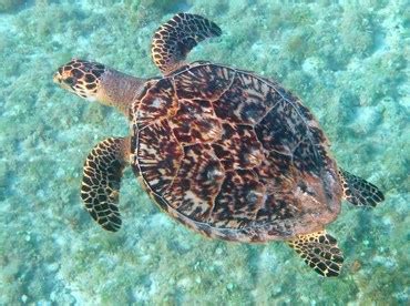 Hawksbill Turtle Eretmochelys Imbricata Sea Turtles Tropical Reefs