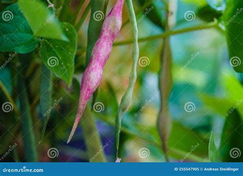 Beans Phaseolus Vulgaris Stock Image Image Of Nature 255547905
