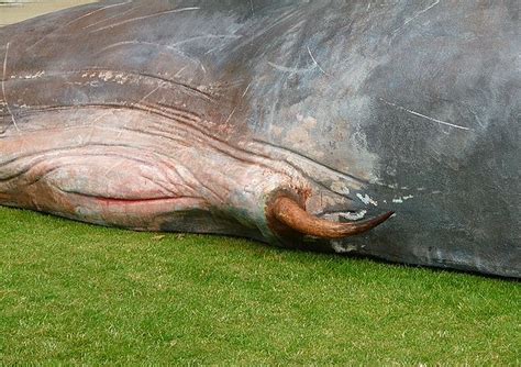 Penis Of A Sperm Whale Flickr Photo Sharing