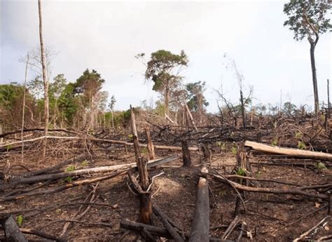 Deforestation Jungle In Yucatán Mexico Renvironmentalhotspot