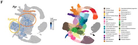 Progesterone Receptor Modulates Extraembryonic Mesoderm And Cardiac