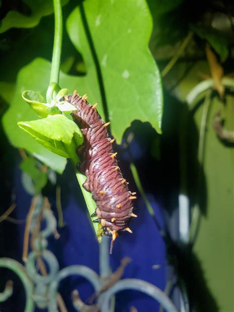 Pipevine Swallowtail Caterpillar R Gardening