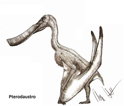 Pterodaustro Facts And Pictures