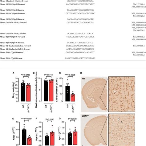 Mouse Primer Sequences With Corresponding Database Reference