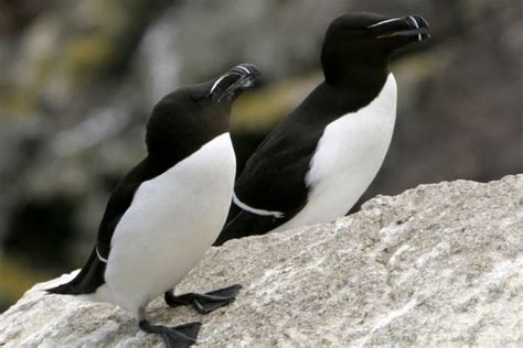 Razorbill Birdwatch Ireland