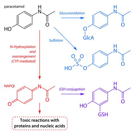 Paracetamol Overdose Acetylcysteine Geeky Medics
