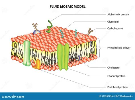 Fluid Mosaic Model With Cell Membrane Anatomical Structure Outline Diagram Vector Illustration